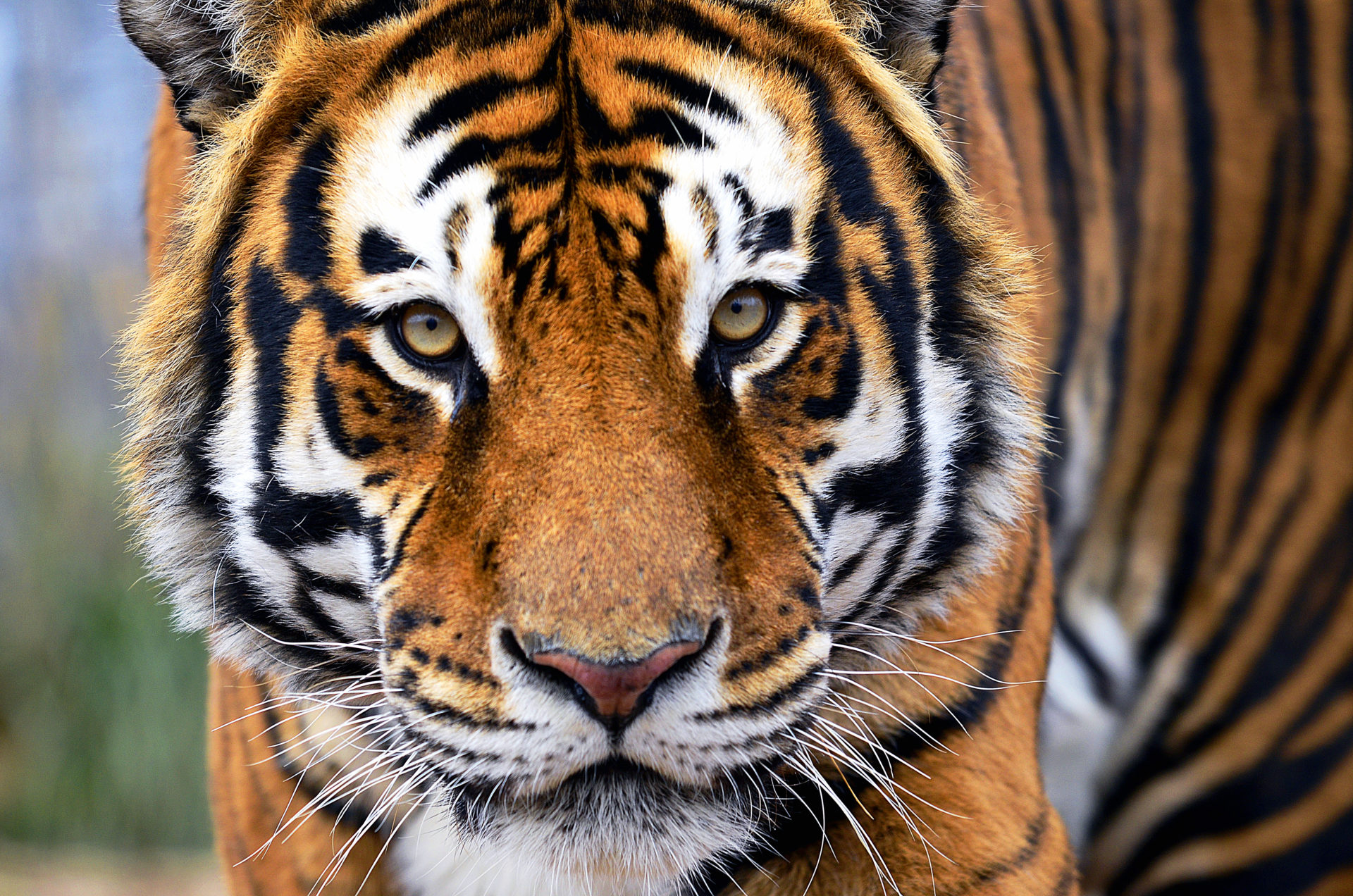 Experience | National Tiger Sanctuary