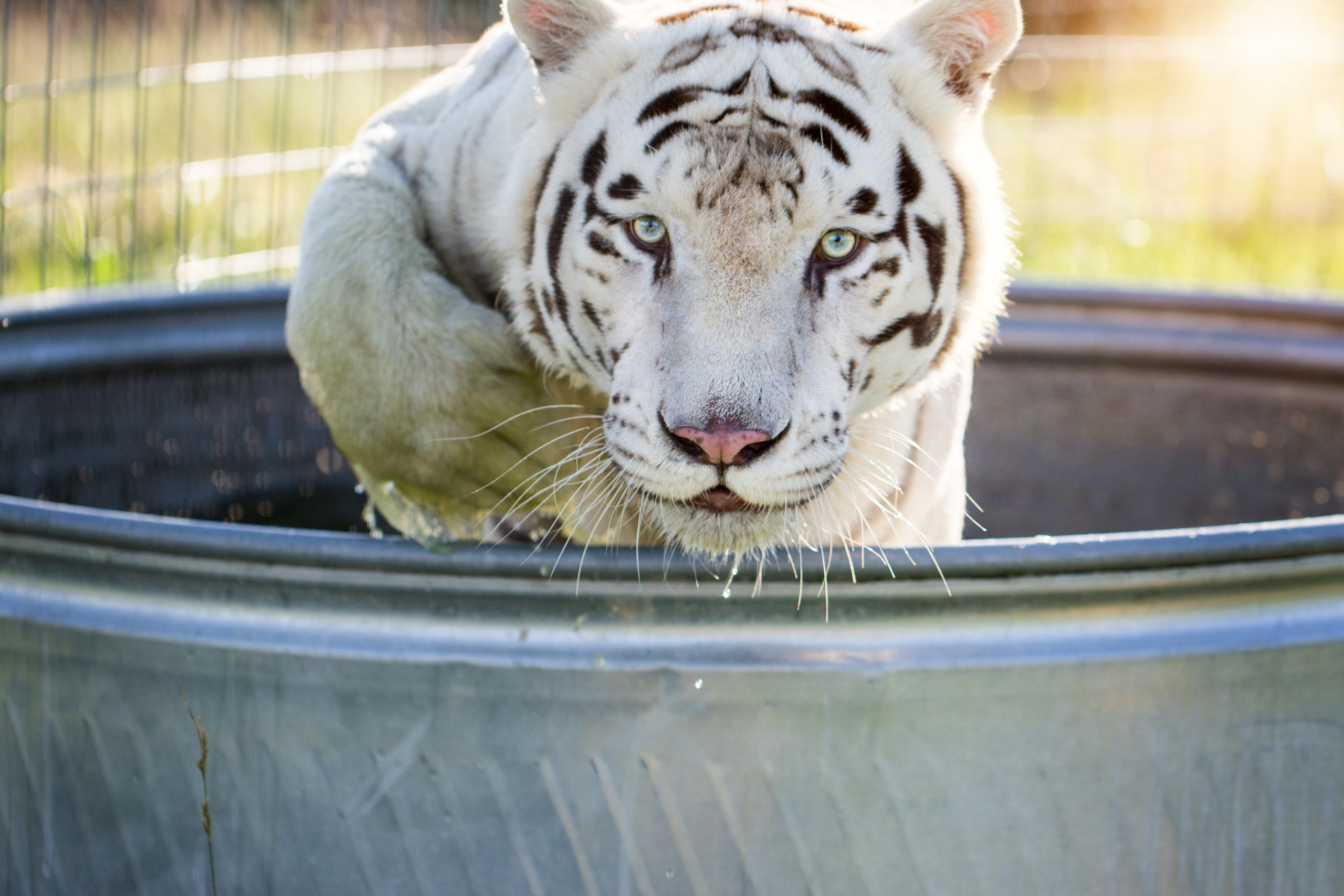 Experience | National Tiger Sanctuary