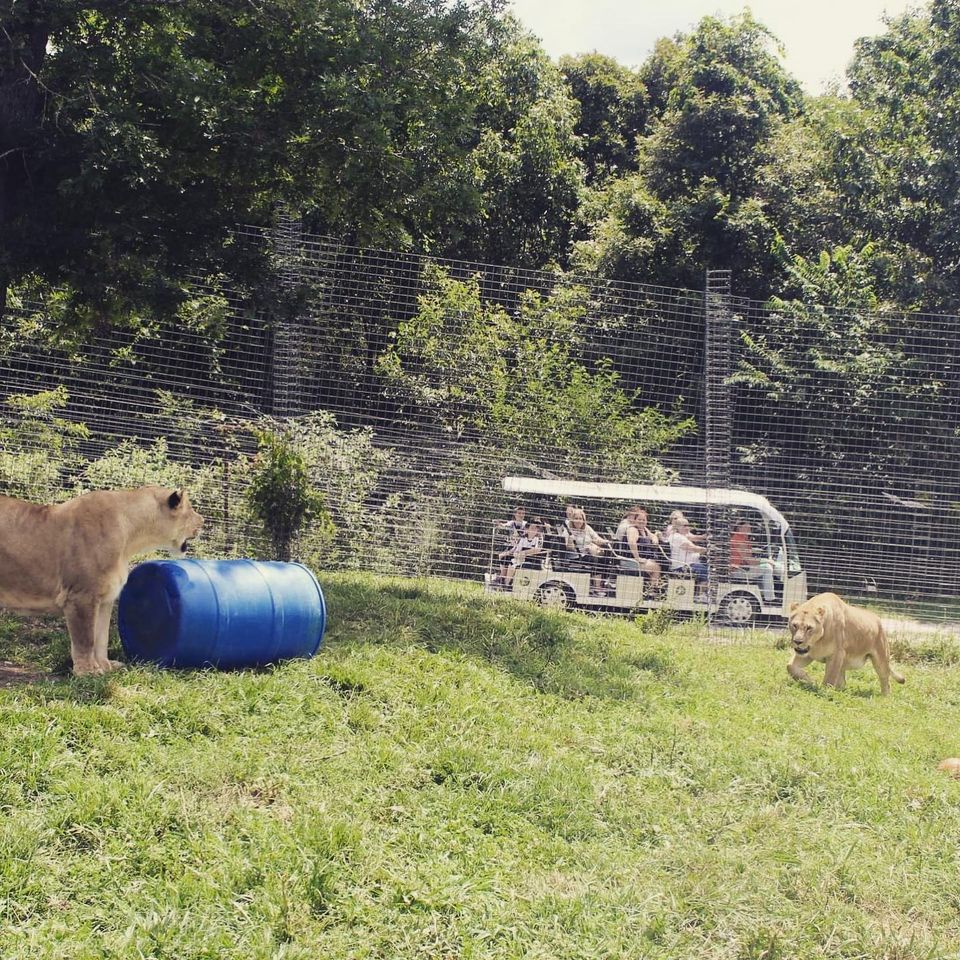 Experience | National Tiger Sanctuary